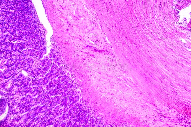 Histological Sample of Human Under the Microscope. Stock Image - Image ...