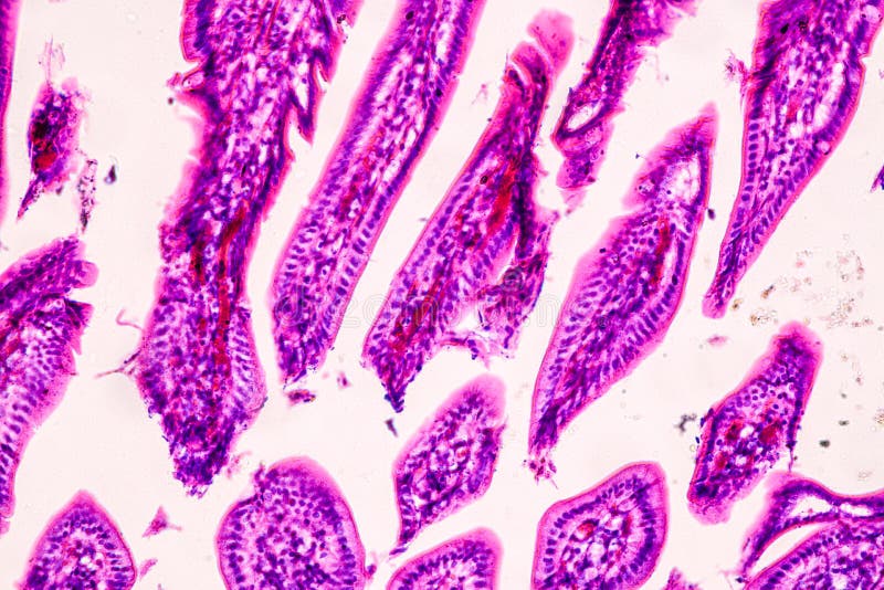 Histological Sample of Human Under the Microscope. Stock Photo - Image ...