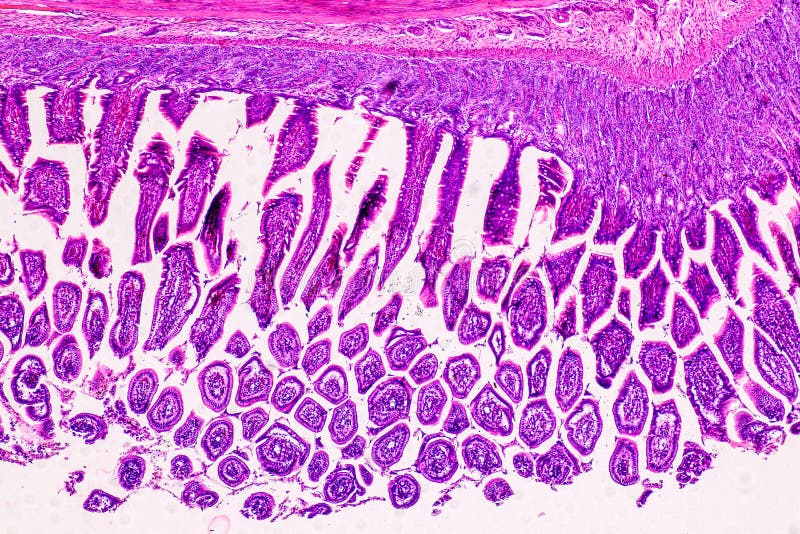 Histological Sample of Human Under the Microscope. Stock Image - Image ...