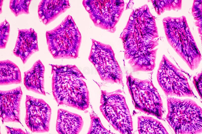 Histological Sample of Human Under the Microscope. Stock Image - Image ...