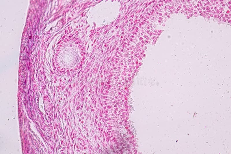Histological Sample Ovary of Rabbit Tissue Under the Microscope. Stock ...