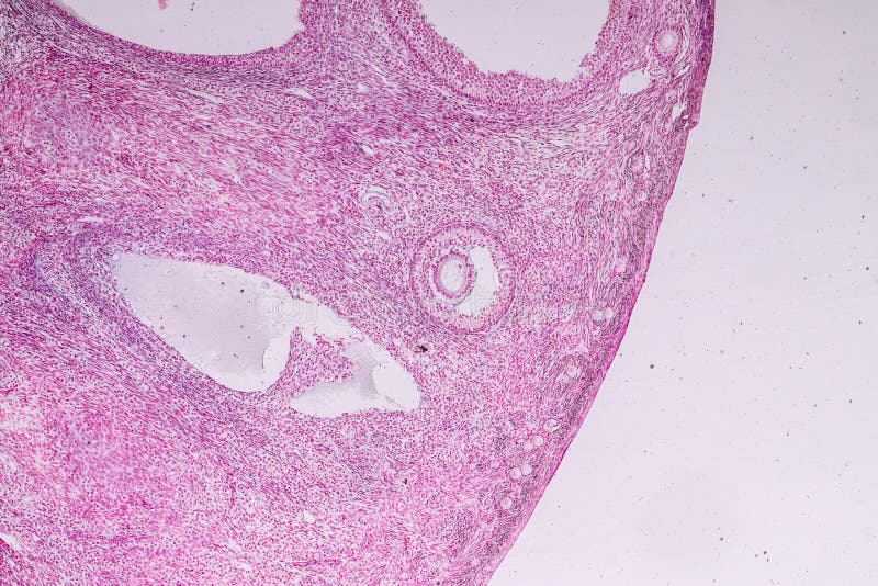 Histological Sample Ovary of Rabbit Tissue Under the Microscope. Stock ...