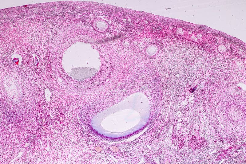 Histological Sample Ovary of Rabbit Tissue Under the Microscope. Stock ...