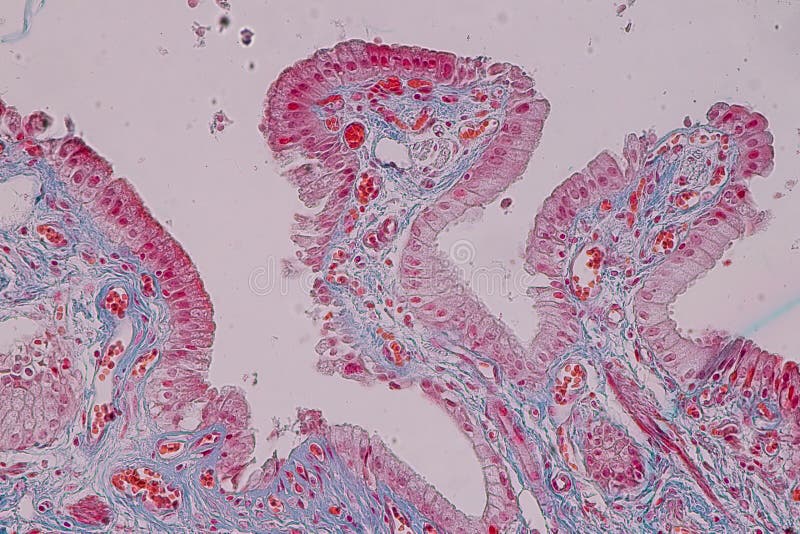 Histological Sample Simple Columnar Epithelium Tissue Under the ...