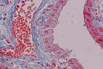 117 Nephron Anatomy Stock Photos - Free & Royalty-Free Stock Photos ...