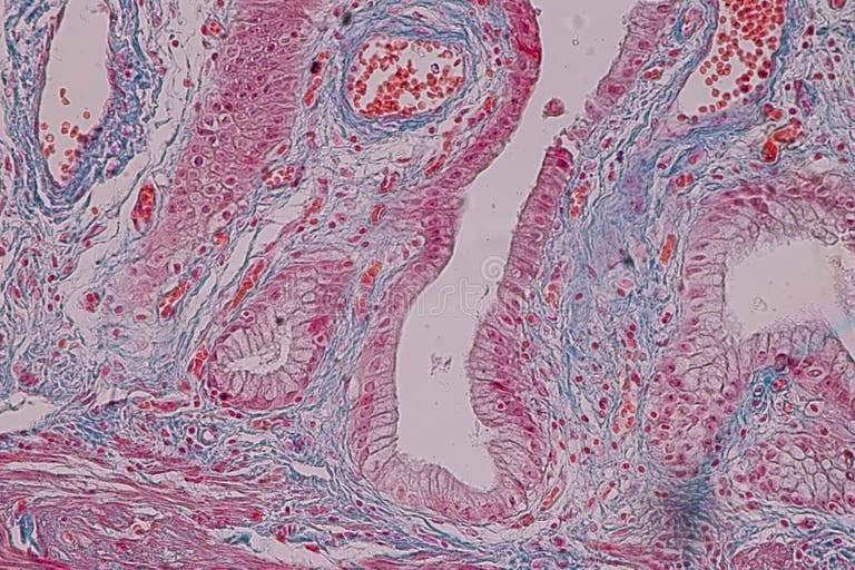 Histological Sample Simple Columnar Epithelium Tissue Under the ...