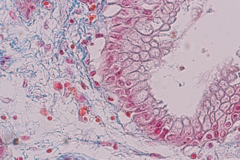 Histological Sample Simple Columnar Epithelium Tissue Under the ...