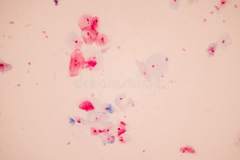 Squamous Epithelial Cell Cell Structure of Human Under Microscope View ...