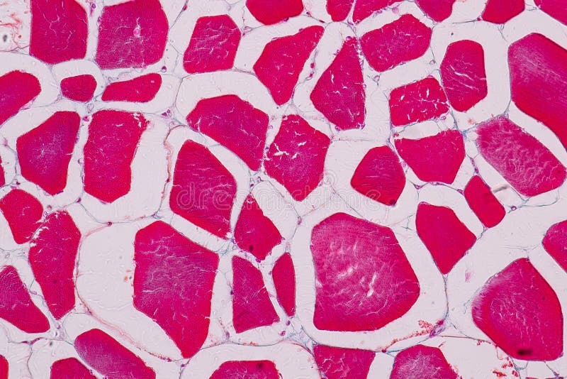 Striated Muscle Tissue Under the Microscope Stock Photo - Image of ...