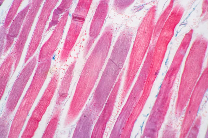 Histological Sample Striated Skeletal Muscle of Mammal Tissue Under the ...
