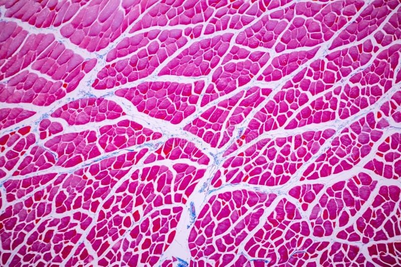 Skeletal Striated Muscle Tissue Under the Microscope Stock Image ...