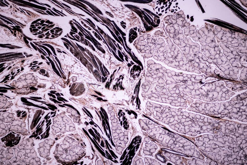Histological Sample Striated Skeletal Muscle of Mammal Tissue Under the ...
