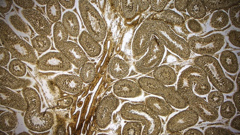 Rabbit Testicle, Cross-section Stock Image - Image of cross, histology ...