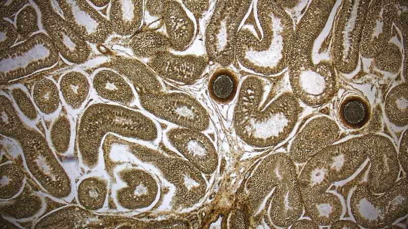 Rabbit Testicle, Cross-section Stock Image - Image of microtome ...