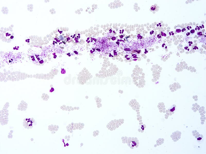 Histologie De Tissu D'humain De Sang Image stock - Image du connexion ...