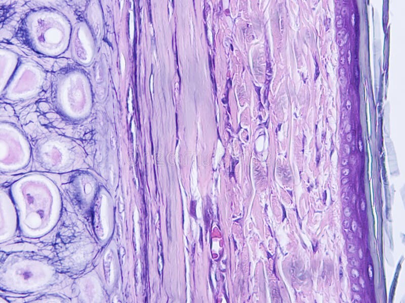 Histologie de tissu humain image stock. Image du microscopique - 100207313