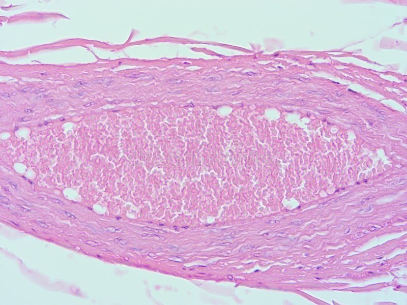 Histologie Van Hart Menselijk Weefsel Stock Foto - Image of wetenschap ...