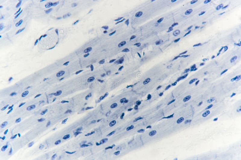 Histologie van hartspier stock afbeelding. Image of gezond - 81532381