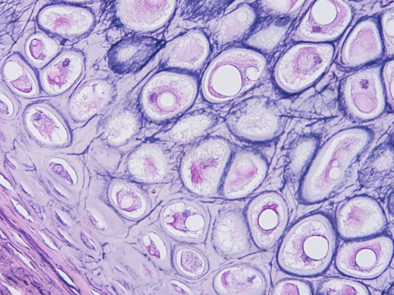 Histologie Van Menselijk Weefsel Stock Foto - Image of schamel, klier ...
