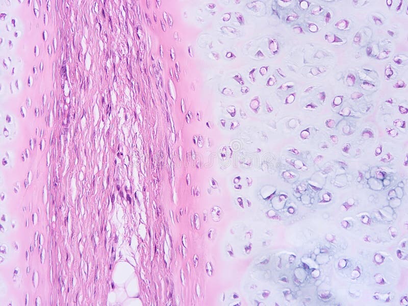 Histologie Van Menselijk Weefsel Stock Afbeelding - Image of klier ...