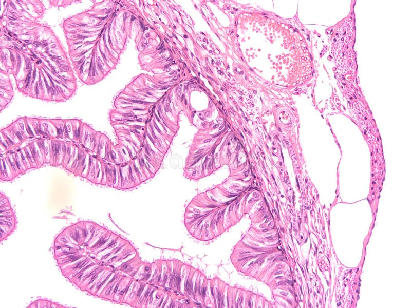 Histologie Van Menselijk Weefsel Stock Afbeelding - Image of weefsel ...