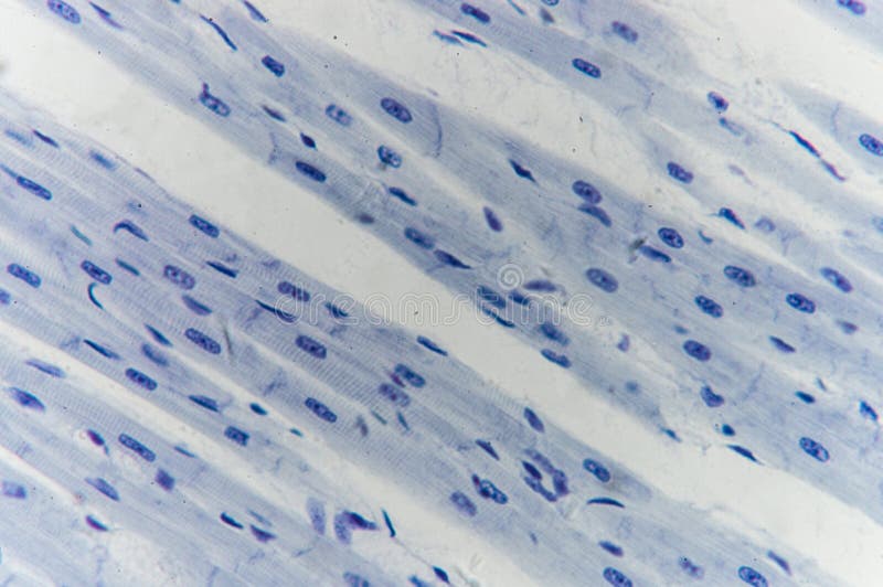 Histology of Cardiac Muscle Under Microscope View Stock Photo - Image ...