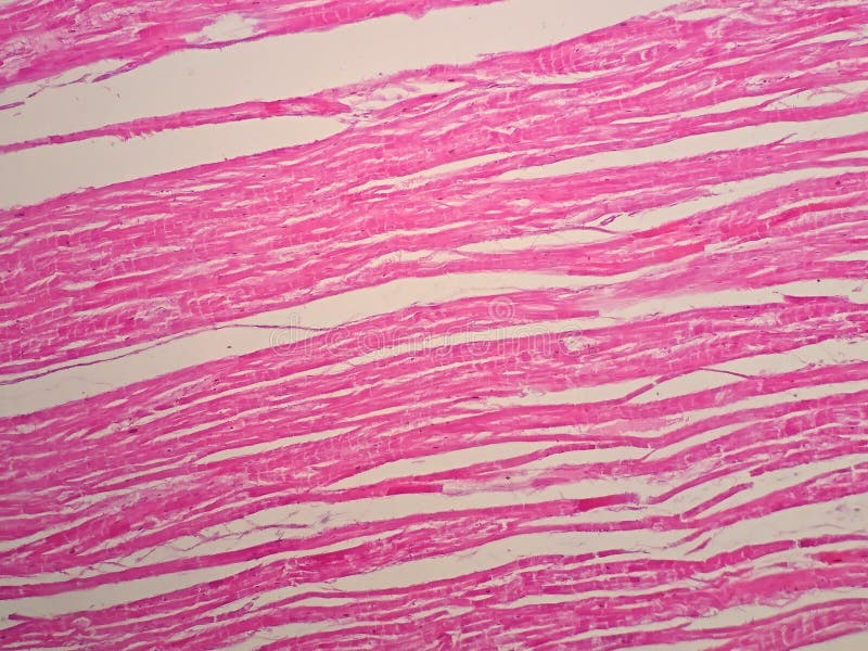 Heart Cell Under Microscope