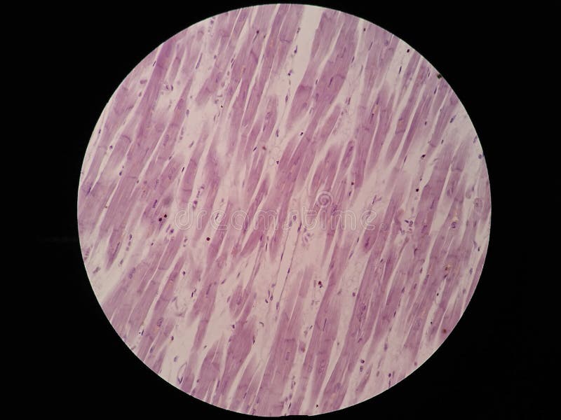 Cardiac Muscle Cell Microscope