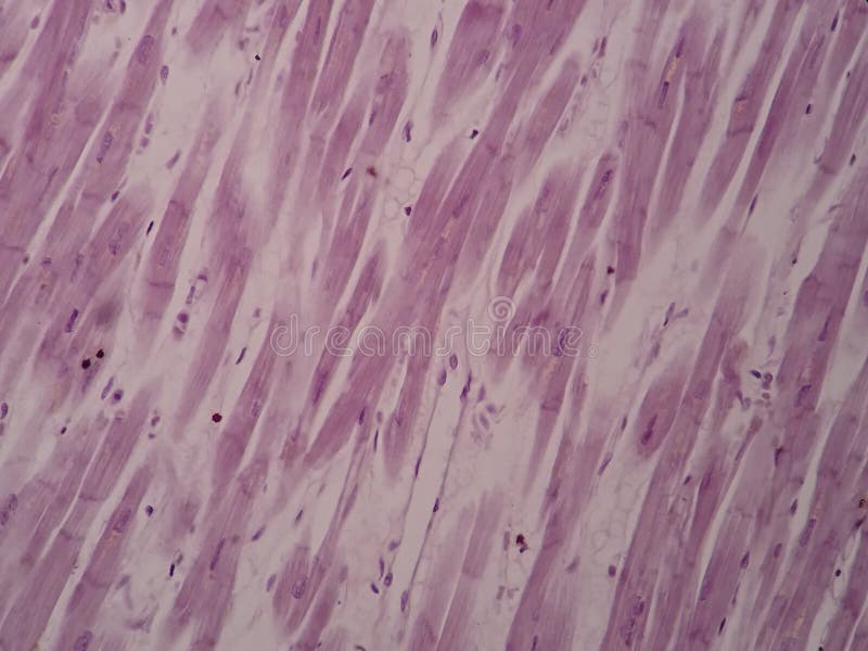 Histology of Cardiac Muscle Stock Photo - Image of biology, blood: 95222922