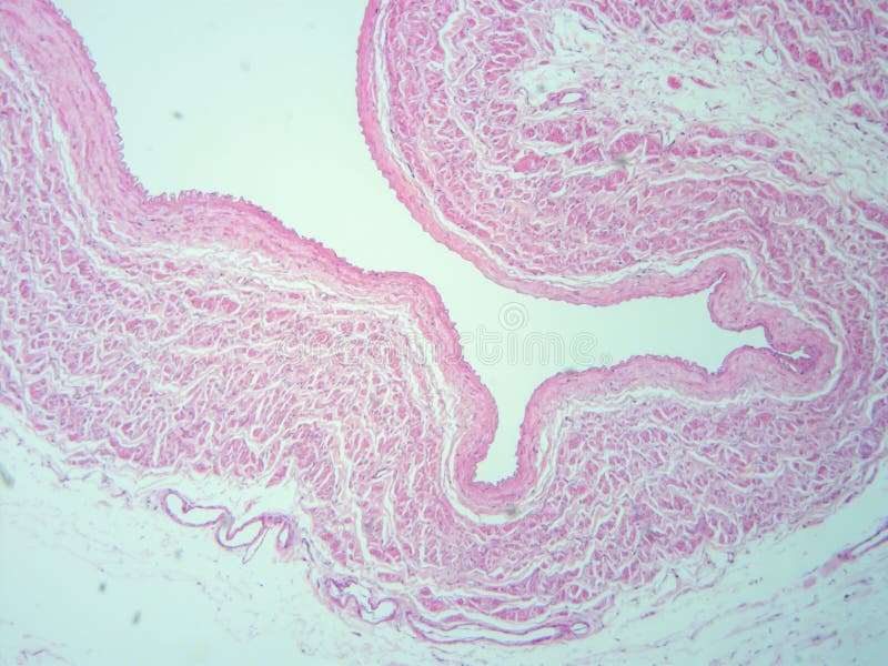 Heart Microscope Slide