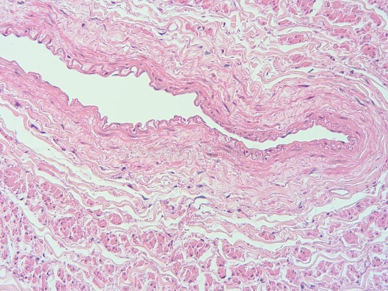 Histology of Heart Human Tissue Stock Photo - Image of biology ...