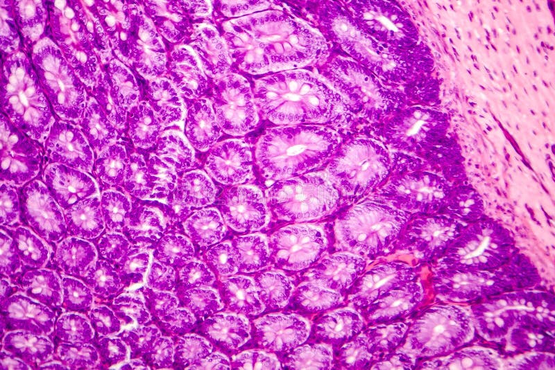 Histology of Human Epididymis Tissue Stock Image - Image of histology ...