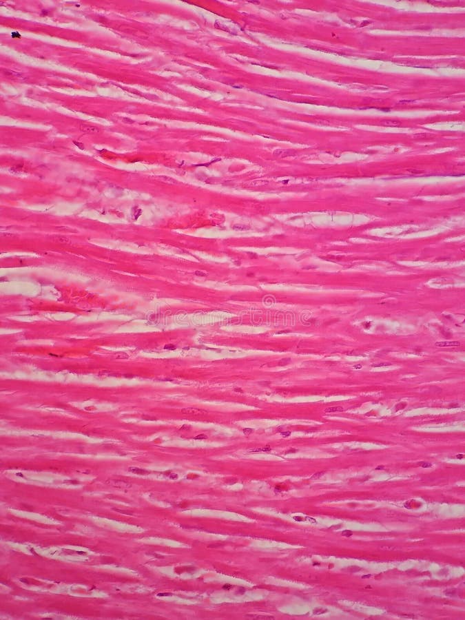 Cardiac Muscle Under Microscope