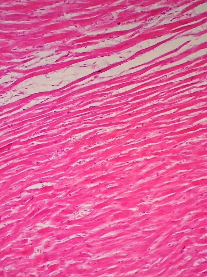 Cardiac Muscle Under Microscope