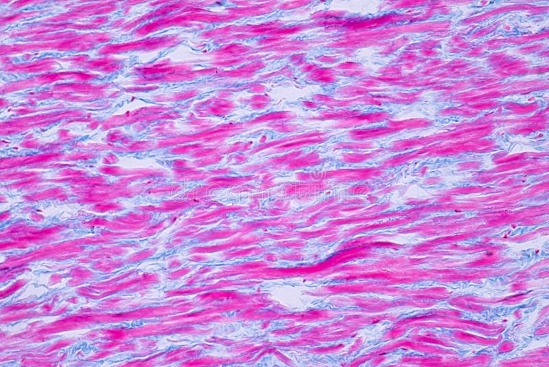 Histology of Human Cardiac Muscle Under Microscope View for Educ Stock ...