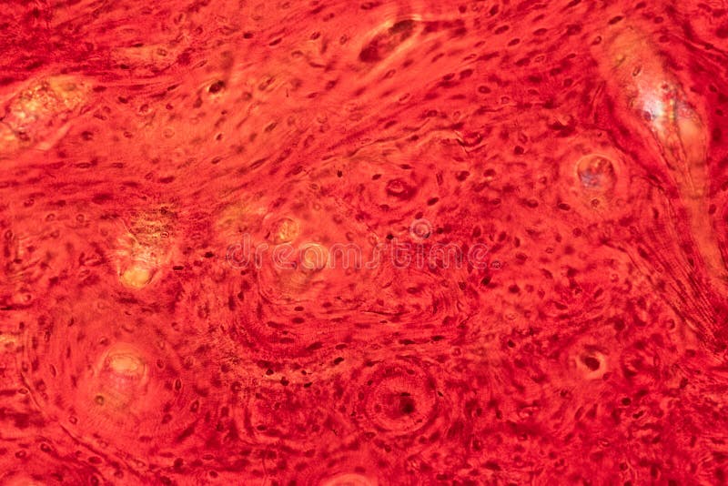 Compact Bone Under Microscope