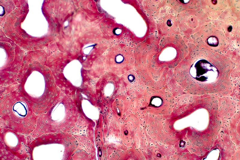 Histology Of Human Compact Bone Tissue Under Microscope View For ...