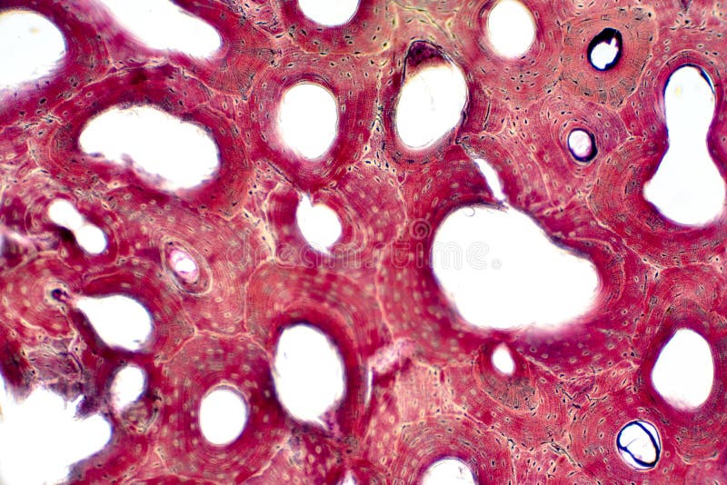 Histology of Human Compact Bone Tissue Under Microscope View for ...