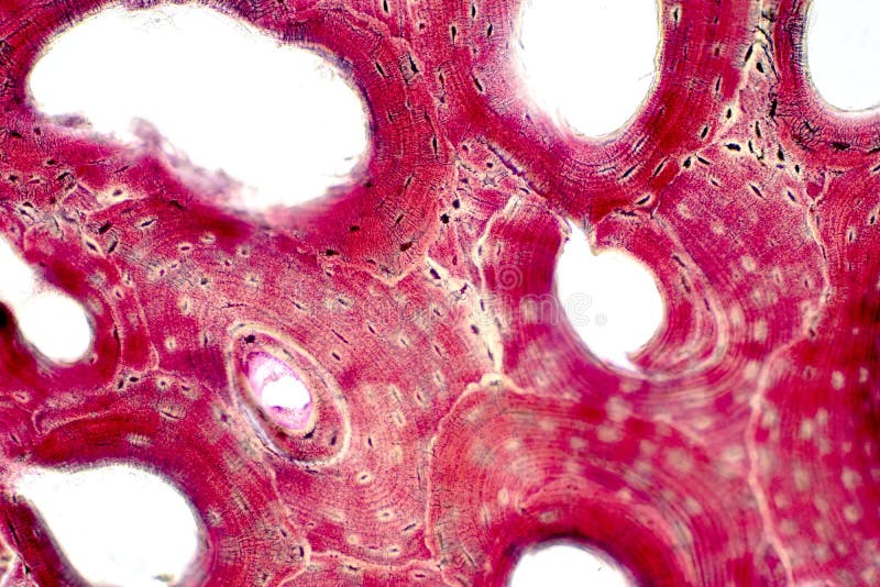 Histology of Human Compact Bone Tissue Under Microscope View for ...