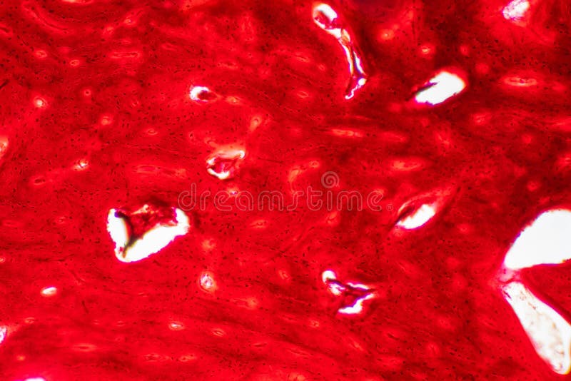 Histology of Human Compact Bone Tissue Under Microscope View for ...