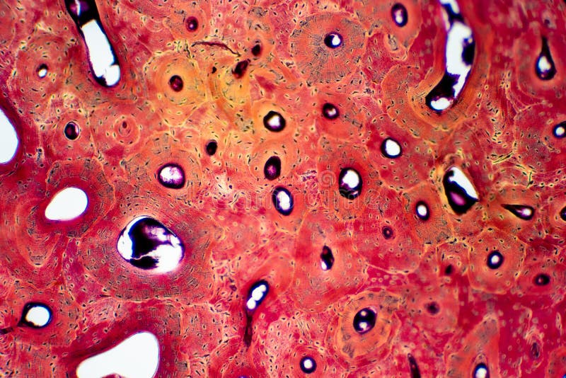Histology of Human Compact Bone Tissue Under Microscope View for ...