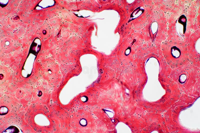 Histology of Human Compact Bone Tissue Under Microscope View for Stock ...