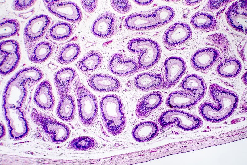 Histology of Human Epididymis Tissue Stock Photo - Image of micrograph ...