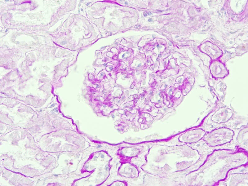 Histology of Human Kidney Tissue Stock Image - Image of health, biology ...