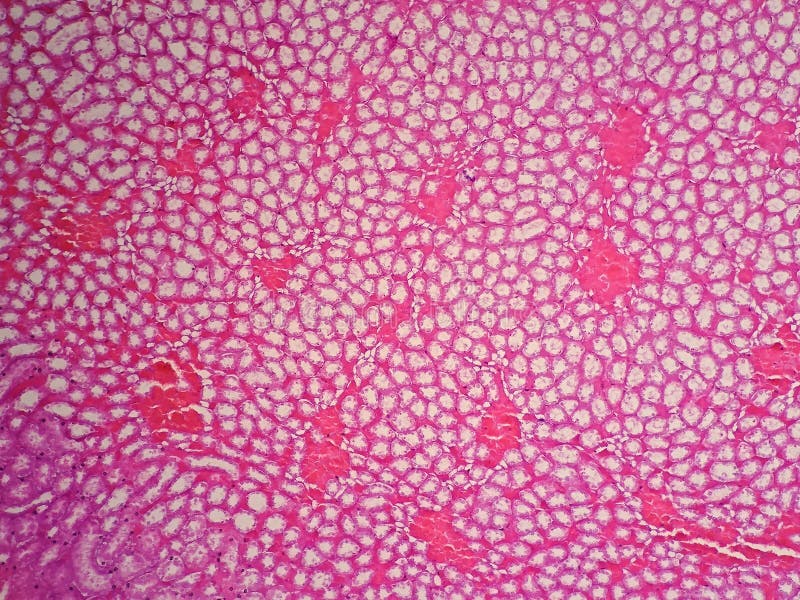 173 Cross Section Human Kidney Stock Photos - Free & Royalty-Free Stock ...