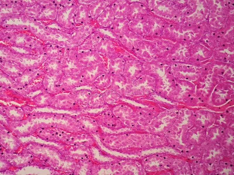 Cross Section Human Kidney Stock Photos - Free & Royalty-Free Stock ...