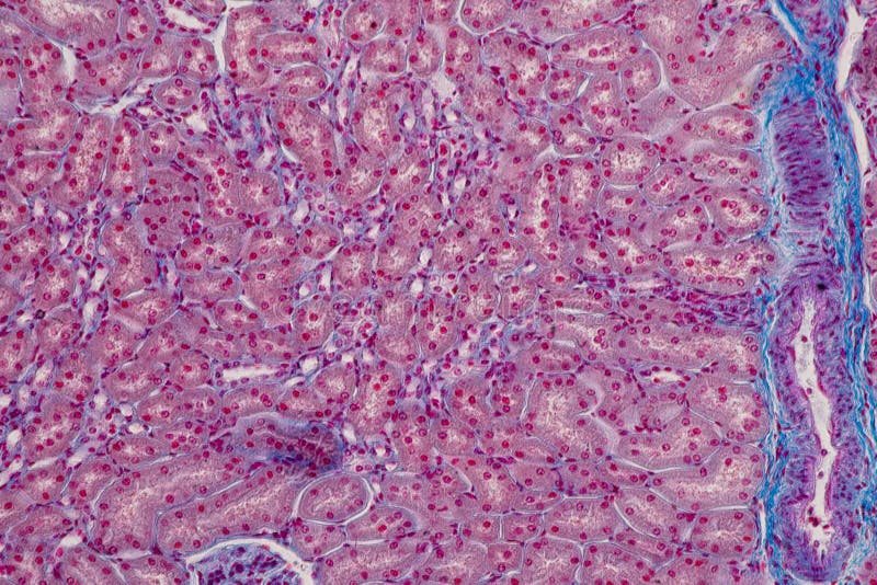 Histology of Human Kidney Under Microscope View for Education Hi Stock ...