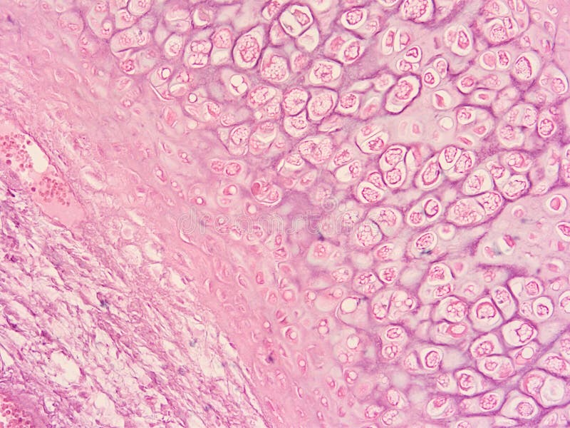 Histology of Human Larynx Tissue Stock Photo - Image of show ...