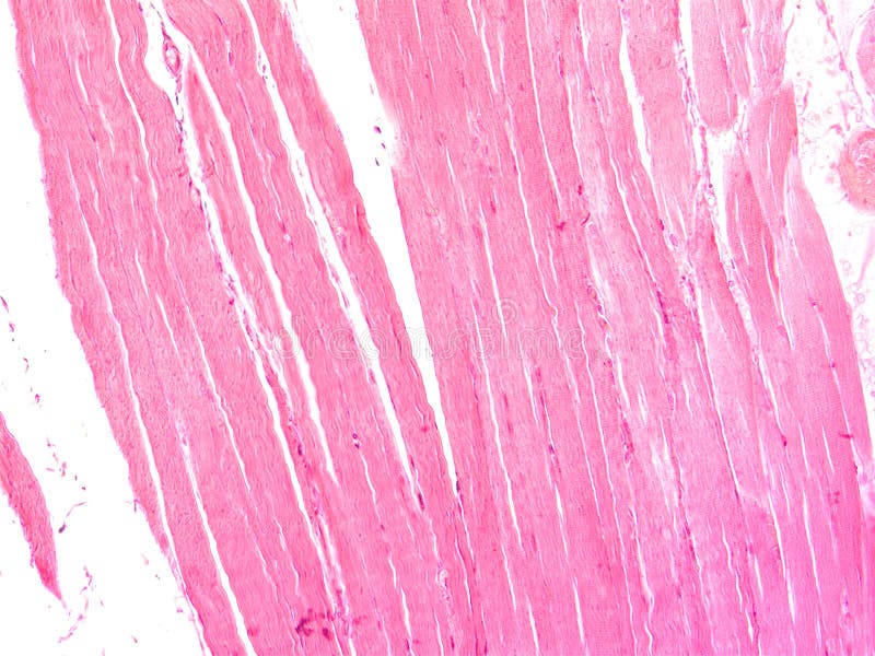 Larynx Microscope Slide