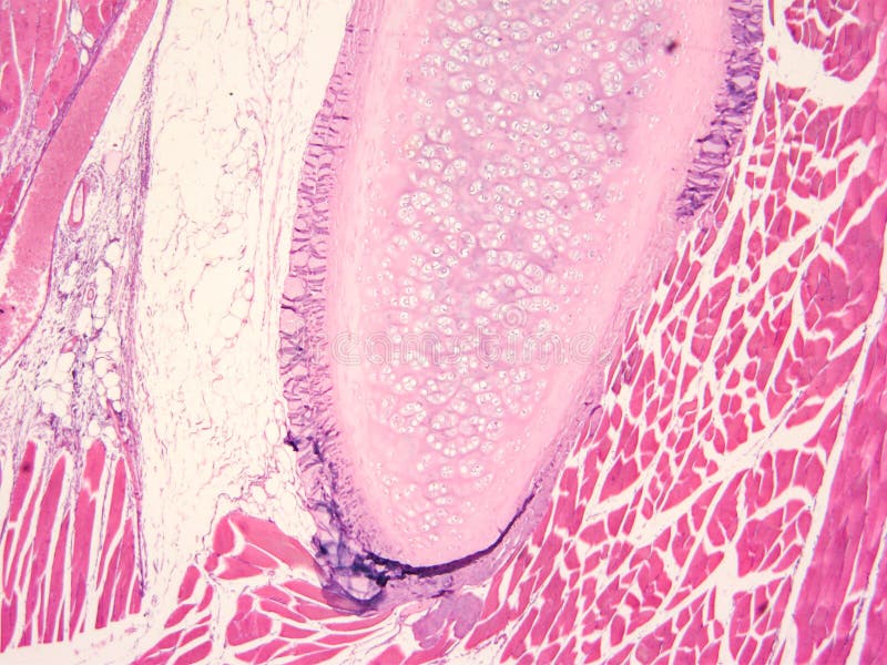 Larynx Microscope Slide